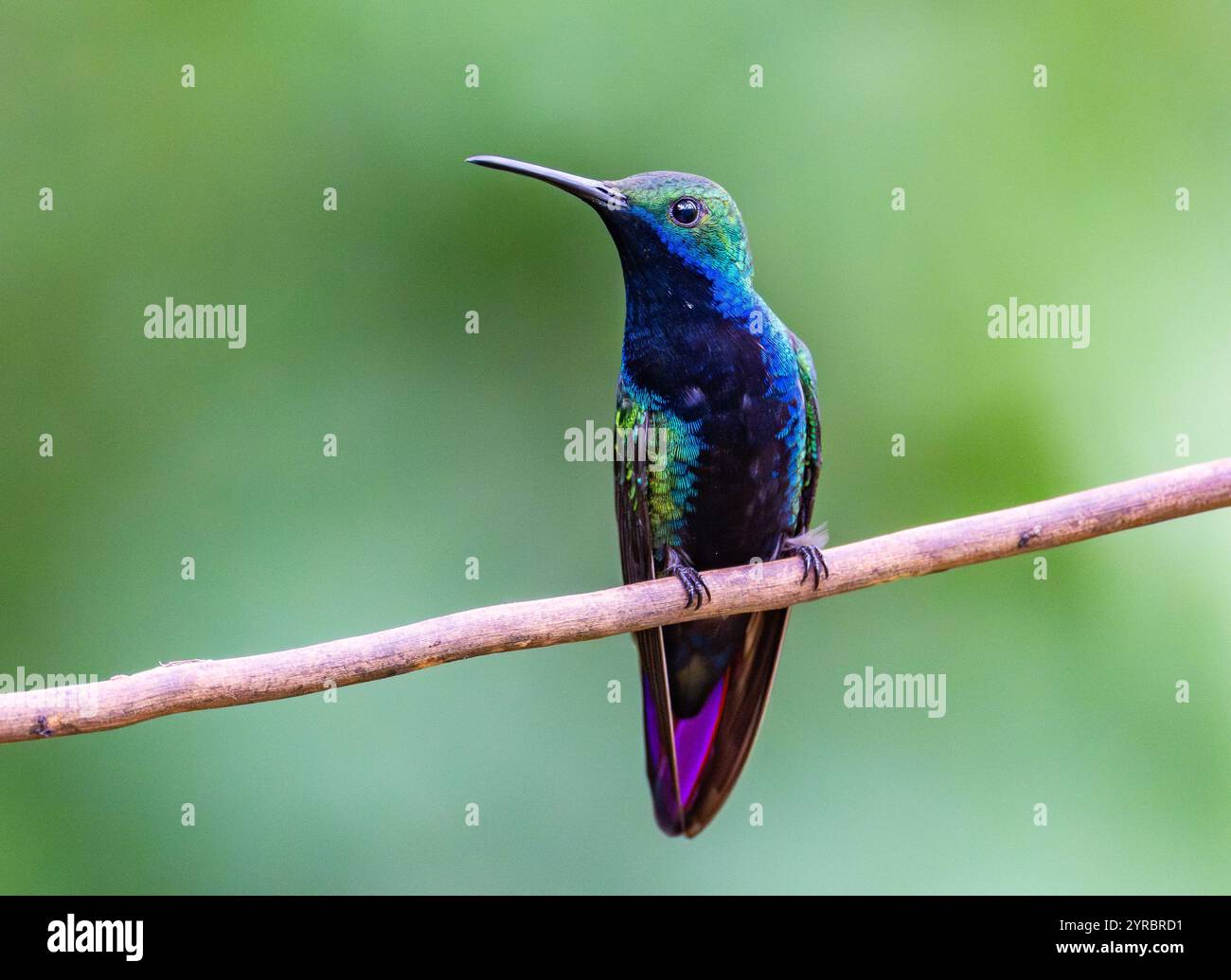 Black throated bird hi-res stock photography and images - Alamy