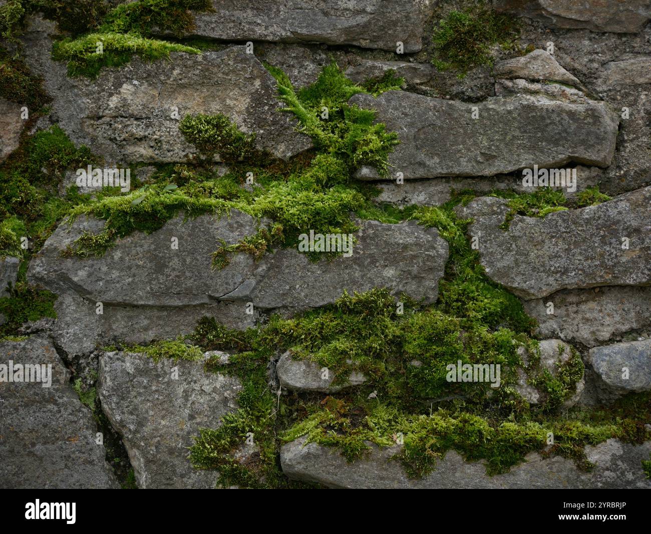 Stone antique wall covered with moss. Abstract wallpaper background ...