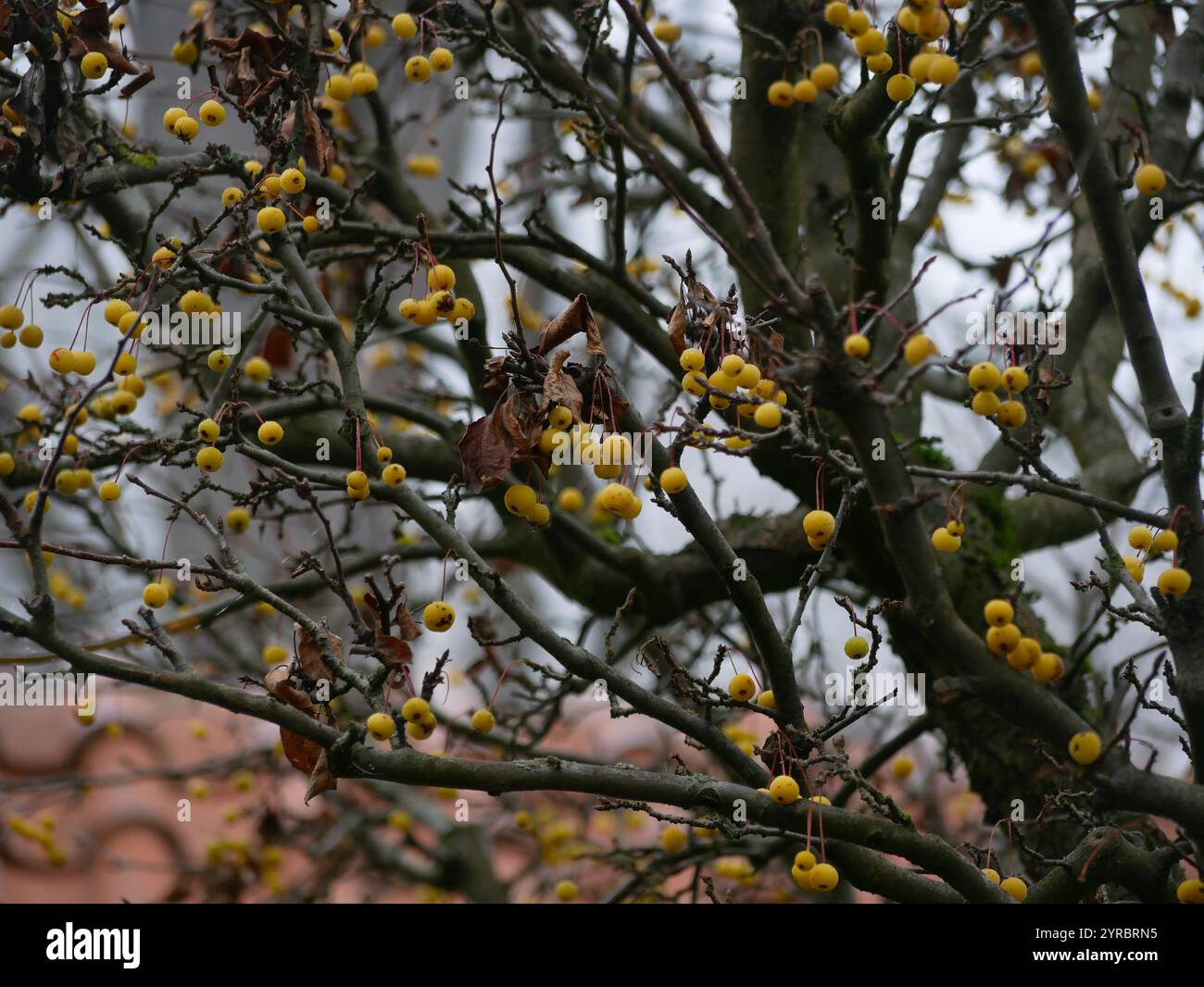 Yellow Hawthorn Crataegus frozen in winter. Berries covered with frost ...