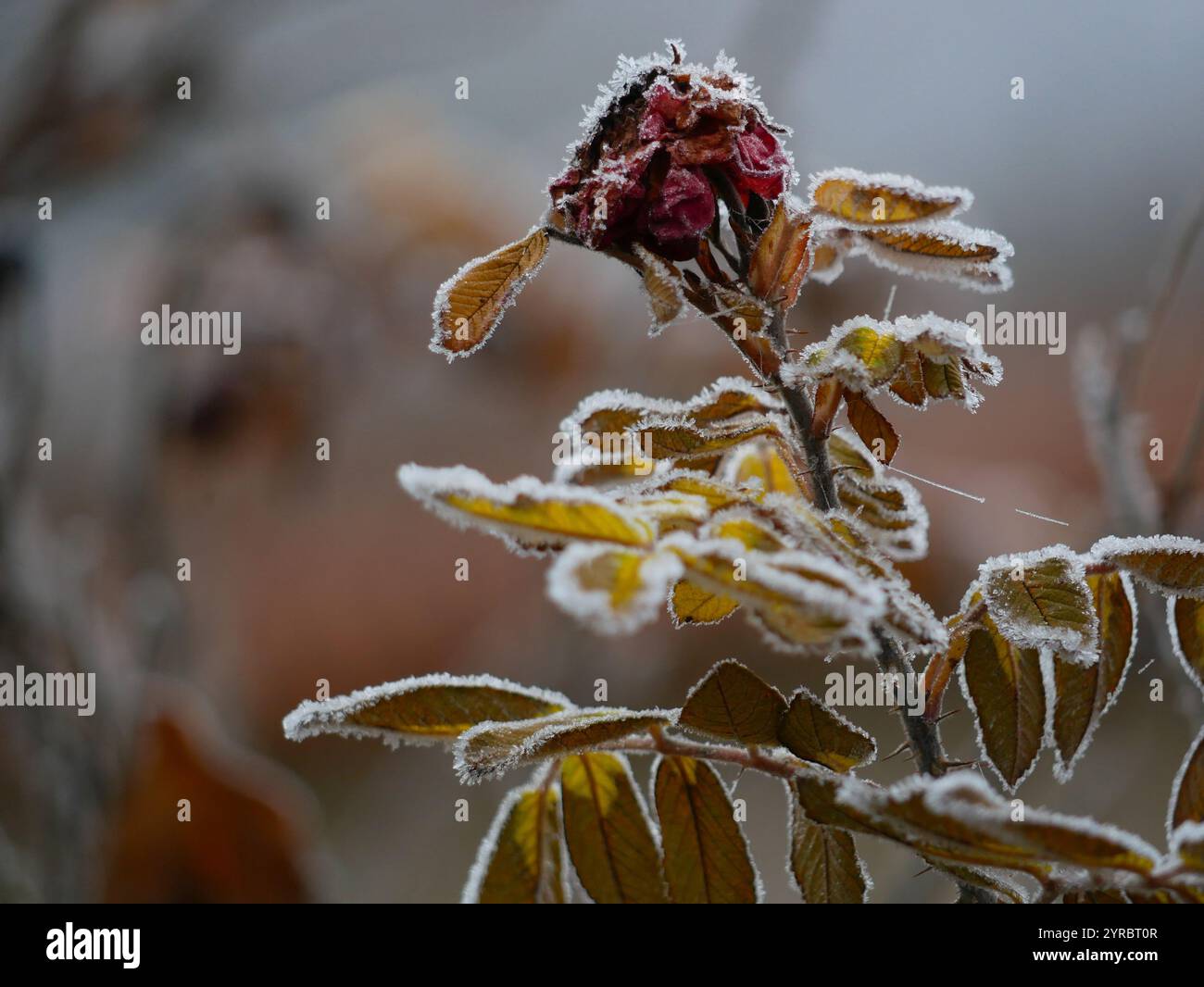 Roses frozen in winter. Leaves and flowers covered with frost and snow ...