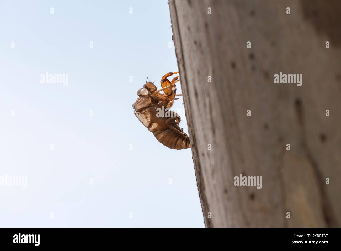 Photograph of a dead Cicada insect stuck to wood in a tree in the Blue ...