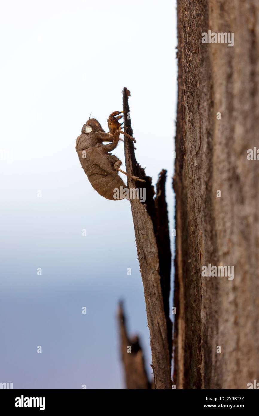 Photograph of a dead Cicada insect stuck to wood in a tree in the Blue ...