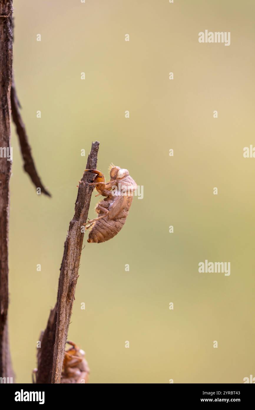 Photograph of a dead Cicada insect stuck to wood in a tree in the Blue ...