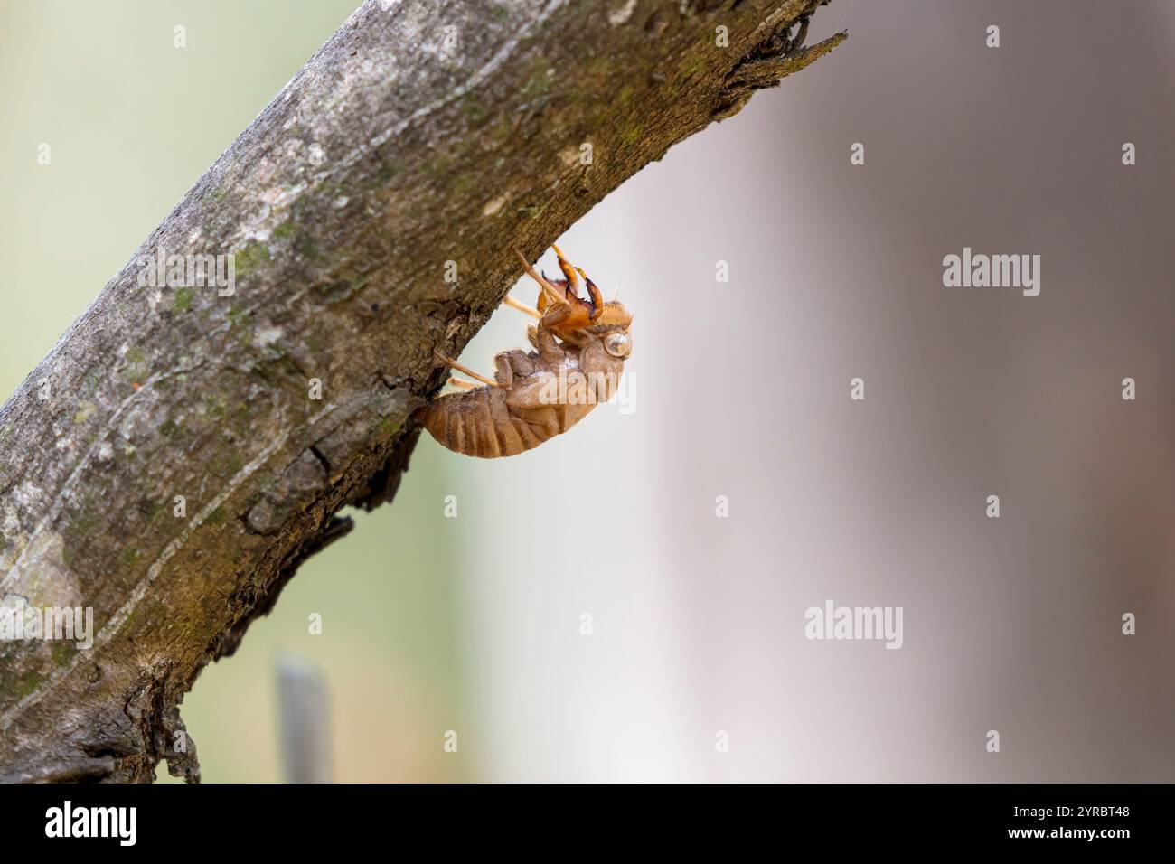 Photograph of a dead Cicada insect stuck to wood in a tree in the Blue ...
