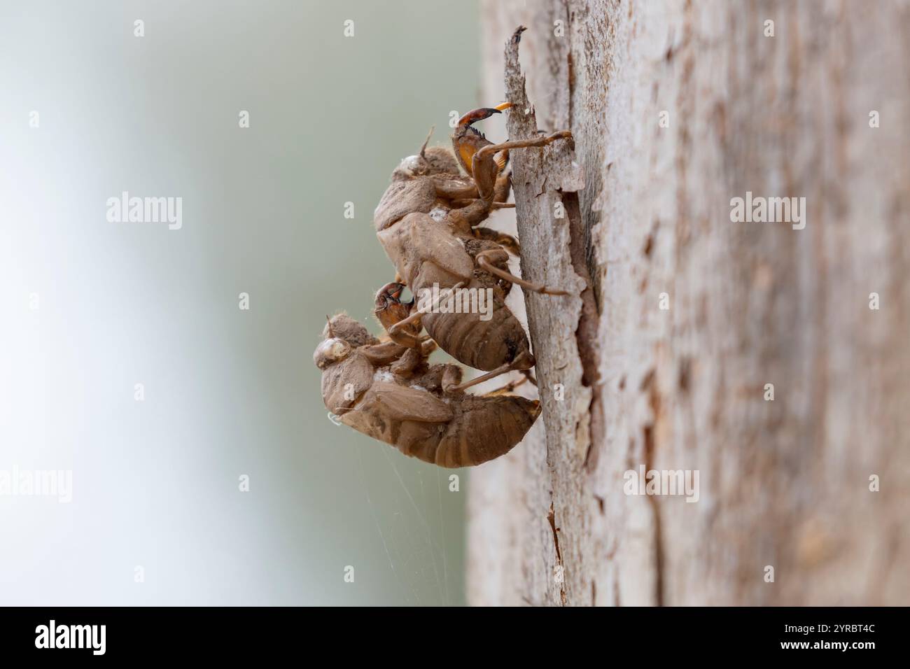 Photograph of a dead Cicada insect stuck to wood in a tree in the Blue ...