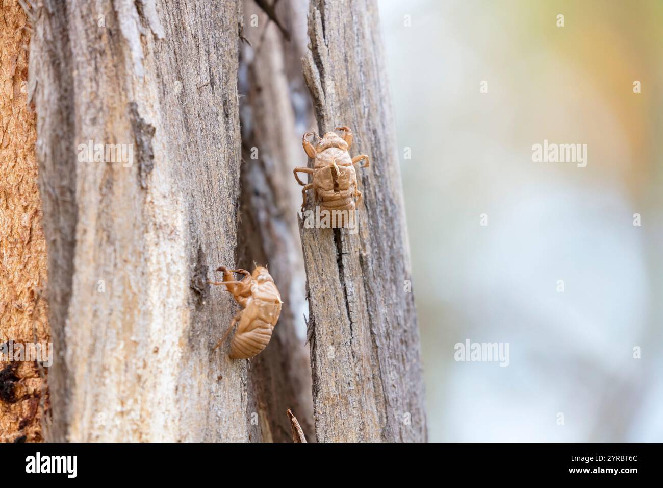 Photograph of a dead Cicada insect stuck to wood in a tree in the Blue ...