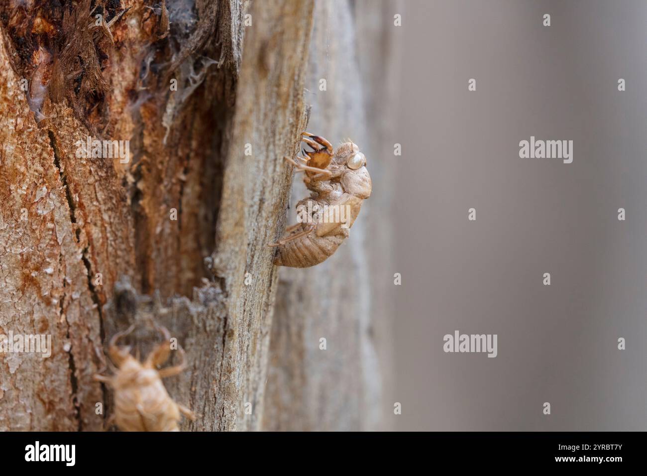 Photograph of a dead Cicada insect stuck to wood in a tree in the Blue ...