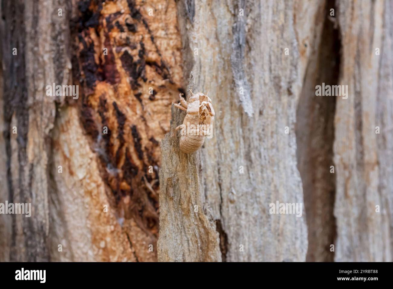 Photograph of a dead Cicada insect stuck to wood in a tree in the Blue ...