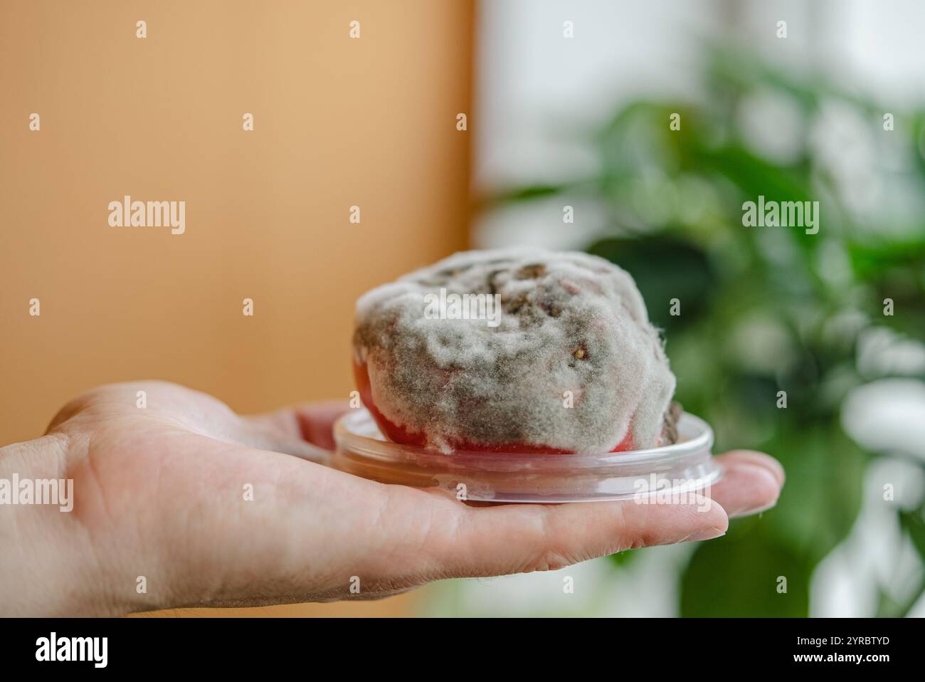 Hand holding a moldy tomato in a petri dish, illustrating a scientific ...