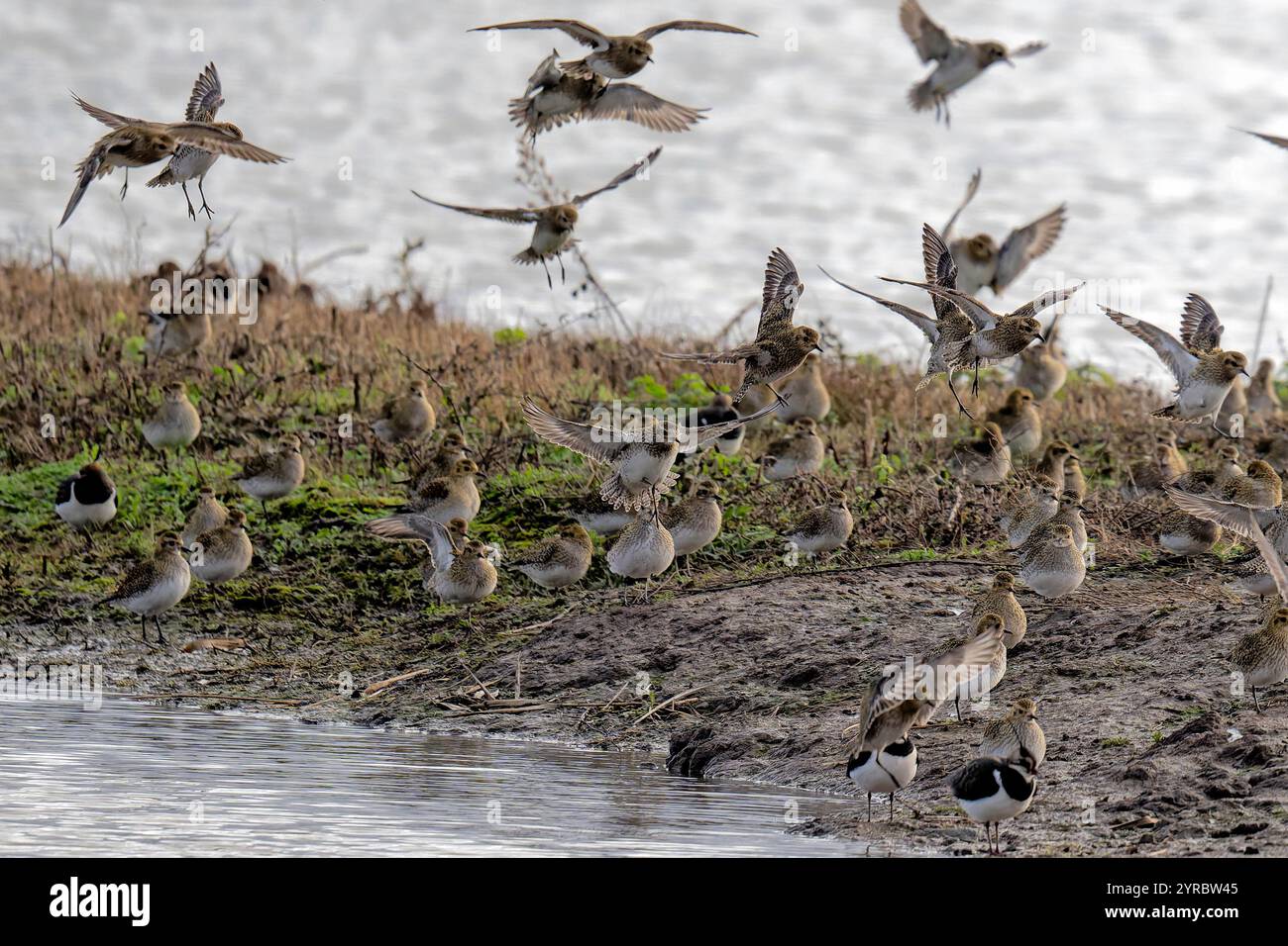Golden plover in flight hi-res stock photography and images - Alamy