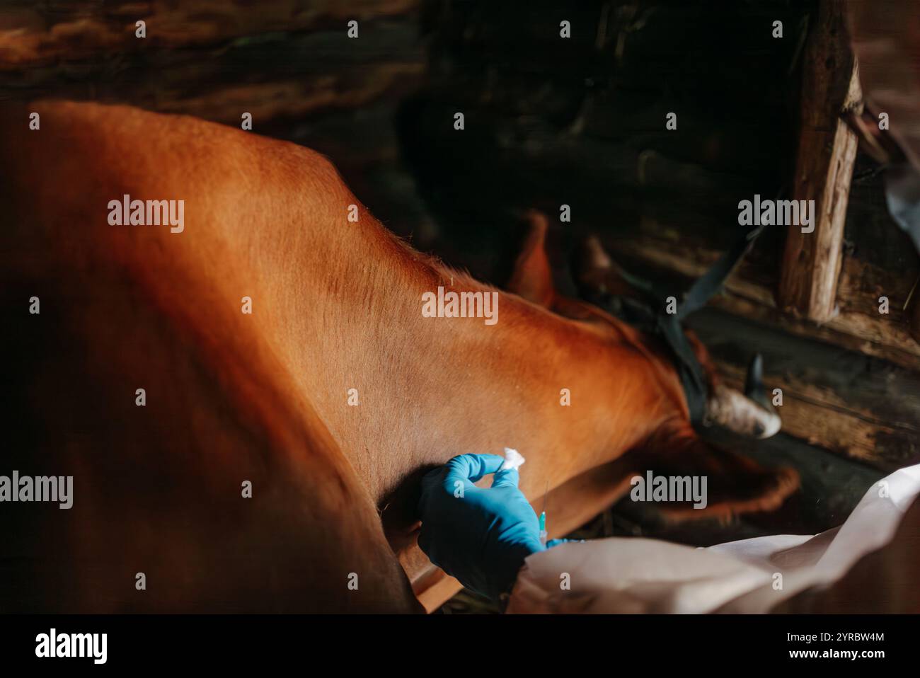 Livestock diseases control hi-res stock photography and images - Alamy