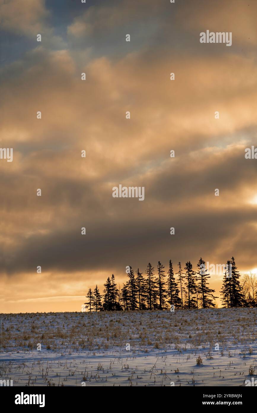 Night forest treeline hi-res stock photography and images - Alamy
