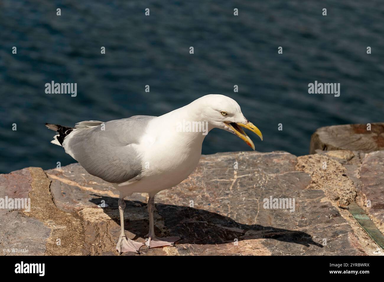 Angry seagull hi-res stock photography and images - Alamy