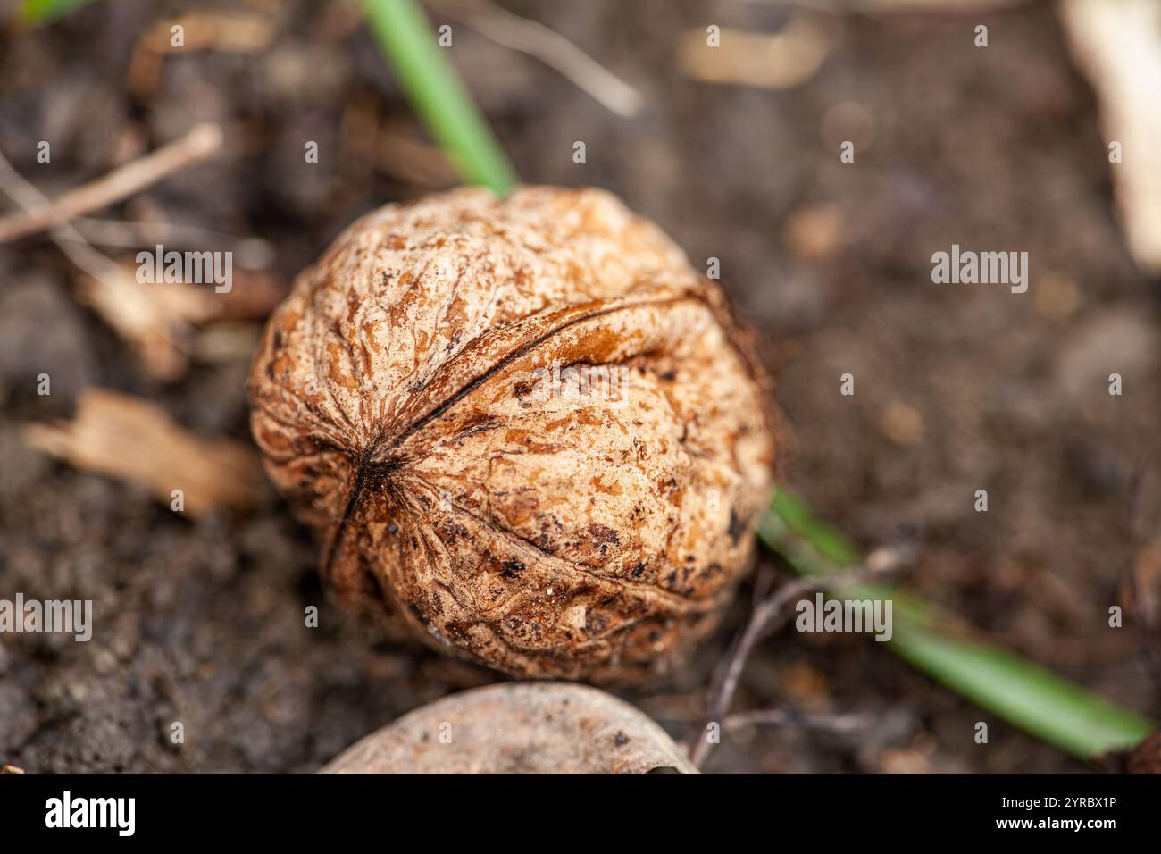 Walnut whole and kernels outdoors on ground. Healthy food full of omega ...
