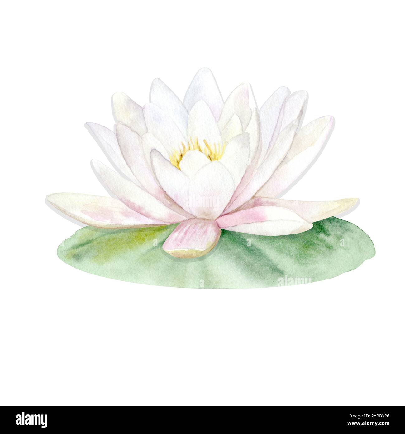 Watercolor illustration of Water Lilies, hand drawn on white background ...