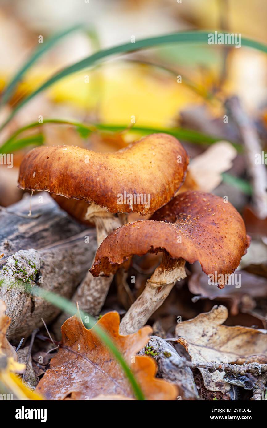 Couple of mushrooms Armillaria, honey fungus growing together. Fall ...