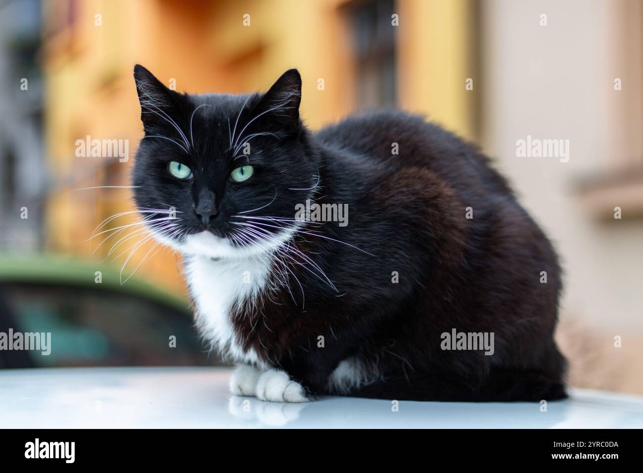 A Tuxedo Cat With Vivid Green Eyes Sitting On A Surface Set Against A