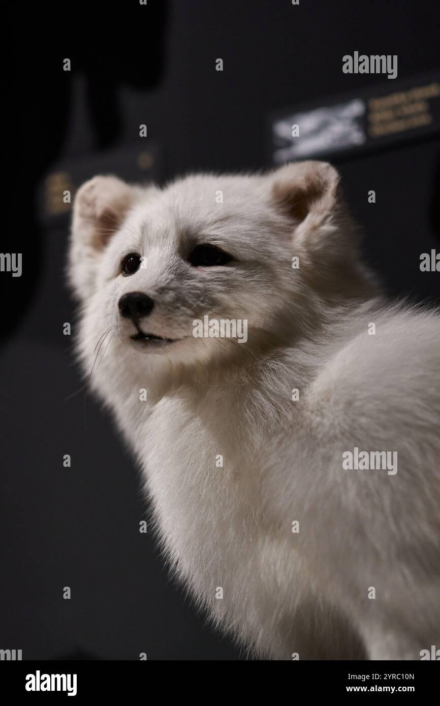 an arctic fox in the zoo on a dark background Stock Photo - Alamy