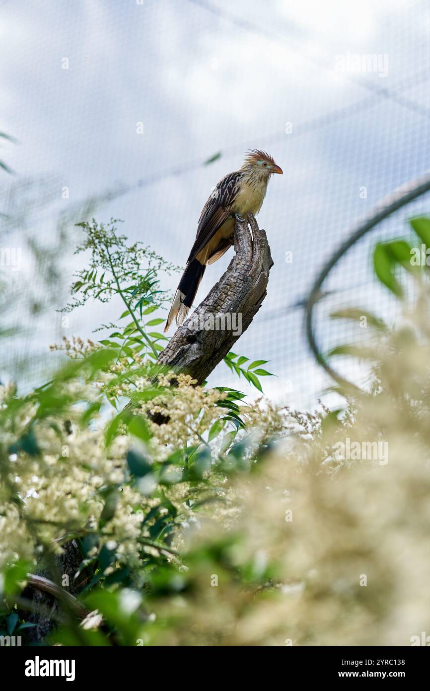 Guira cuckoo guira guira sitting hi-res stock photography and images ...