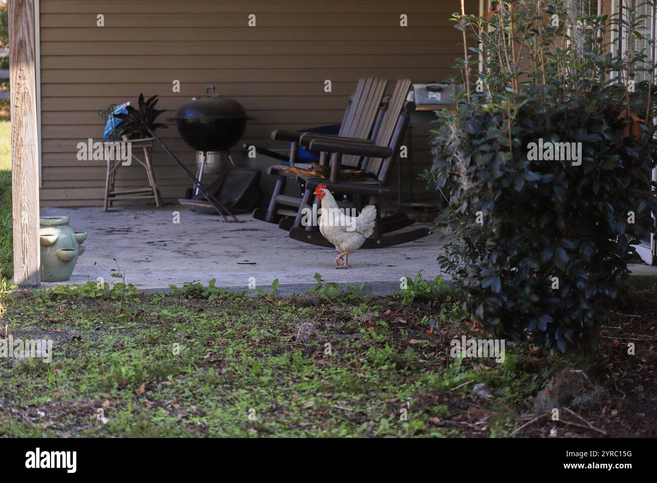 Happy organically raised and feed backyard chickens, enjoying the ...