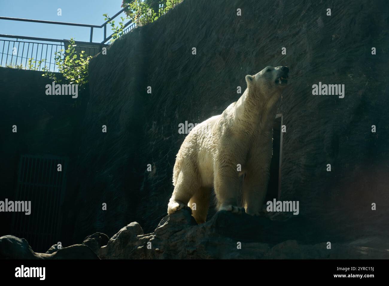 a polar bears yell at each other in zoo Stock Photo - Alamy