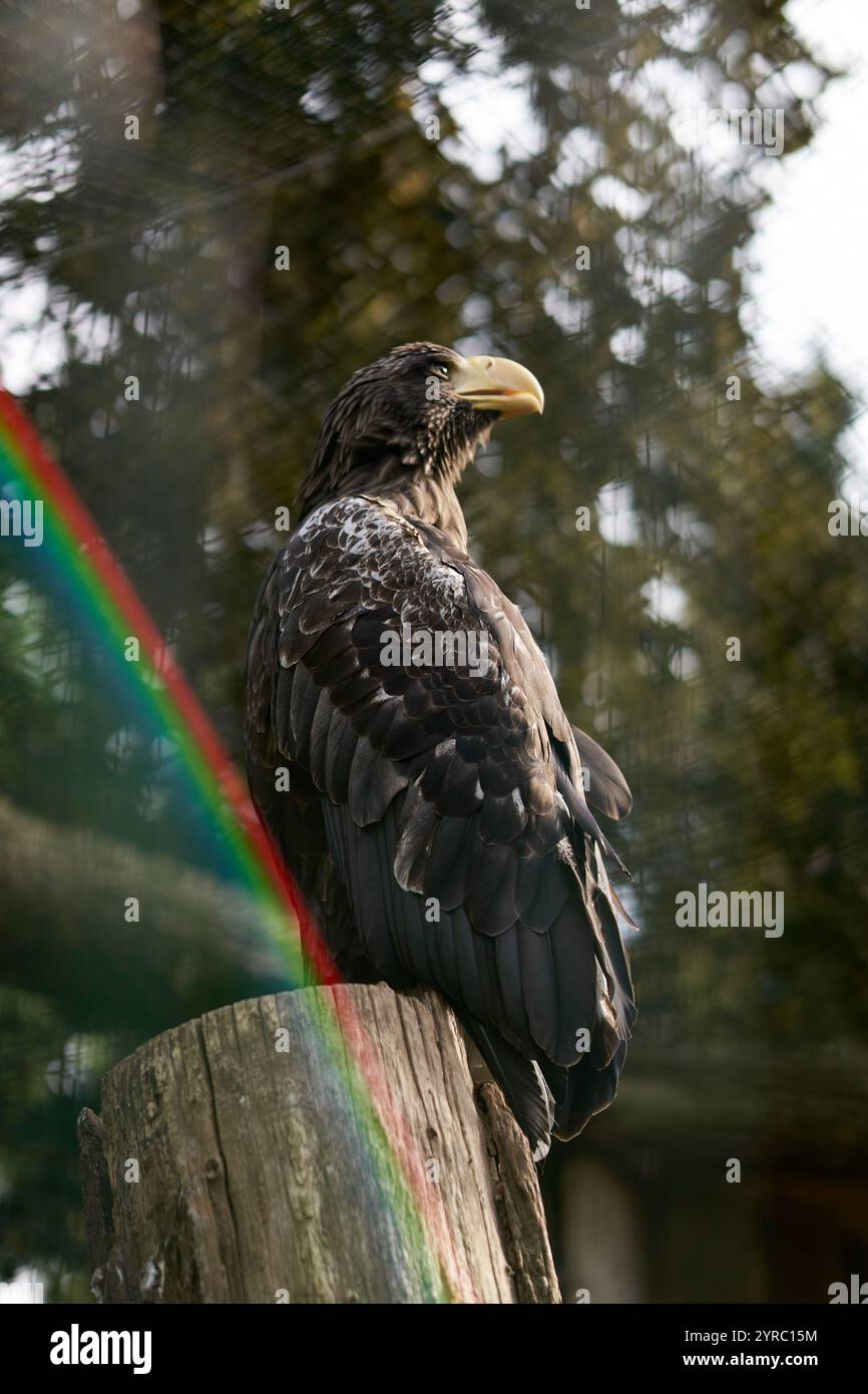 a white-tailed eagle sits proudly on a tree in zoo with frainbow Stock ...