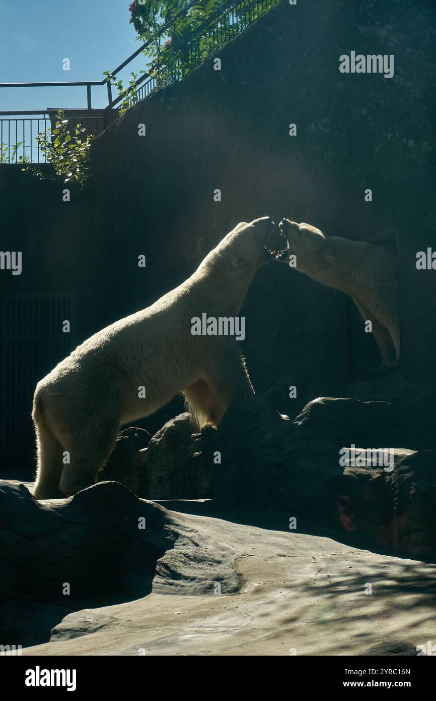a polar bears yell at each other in zoo Stock Photo - Alamy