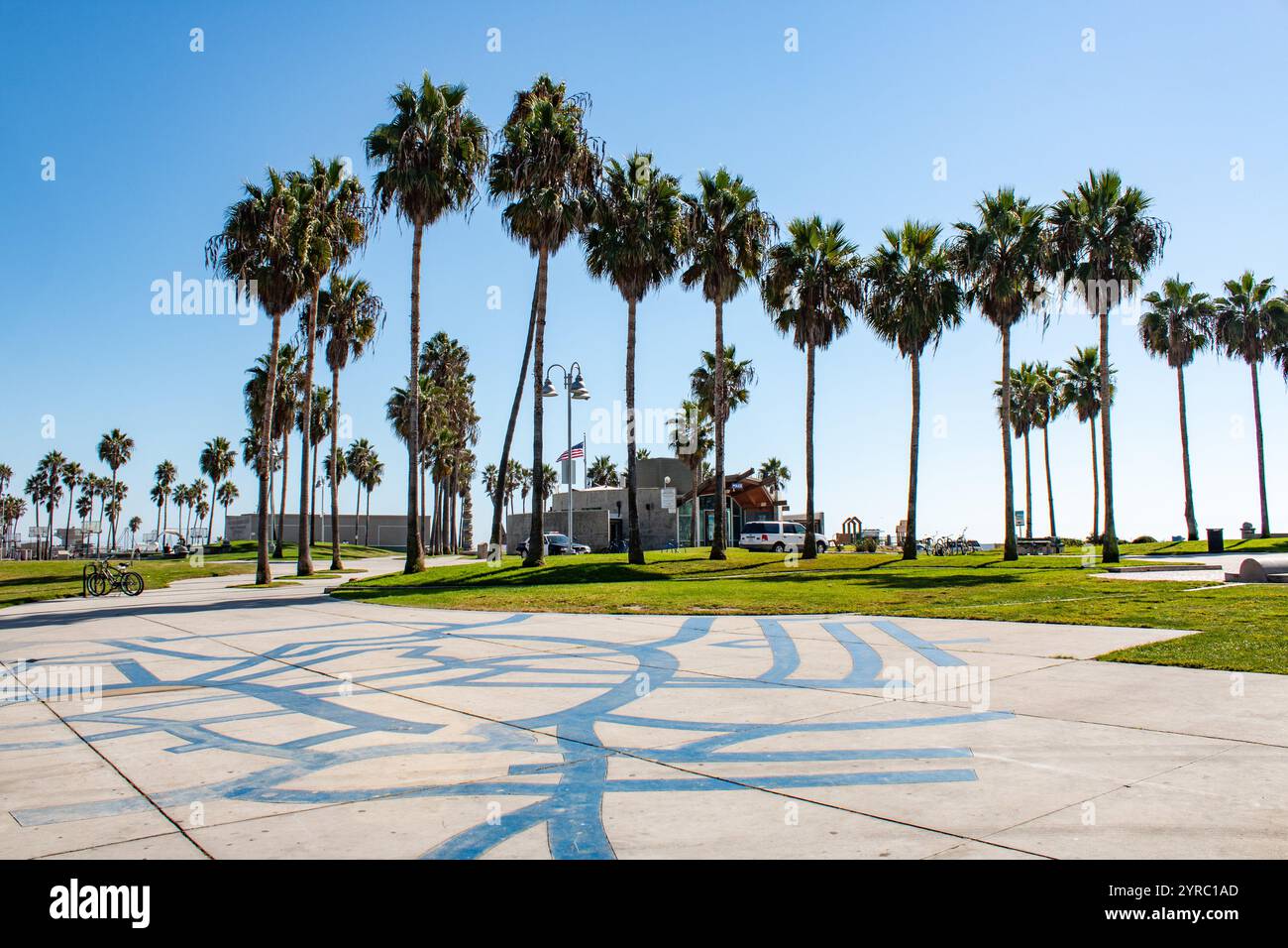Venice Beach palm trees and pathway under sunny skies, capturing the ...