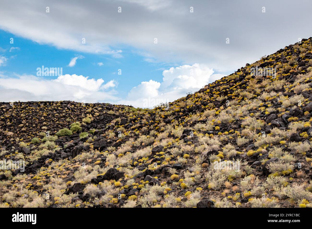 Volcanic terrain covered with desert plants at Petroglyph Monument ...