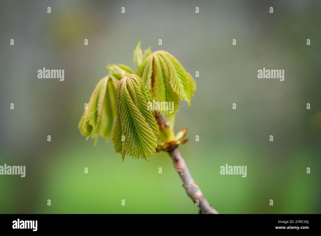 Early spring leaves of the common horse chestnut (Aesculus ...