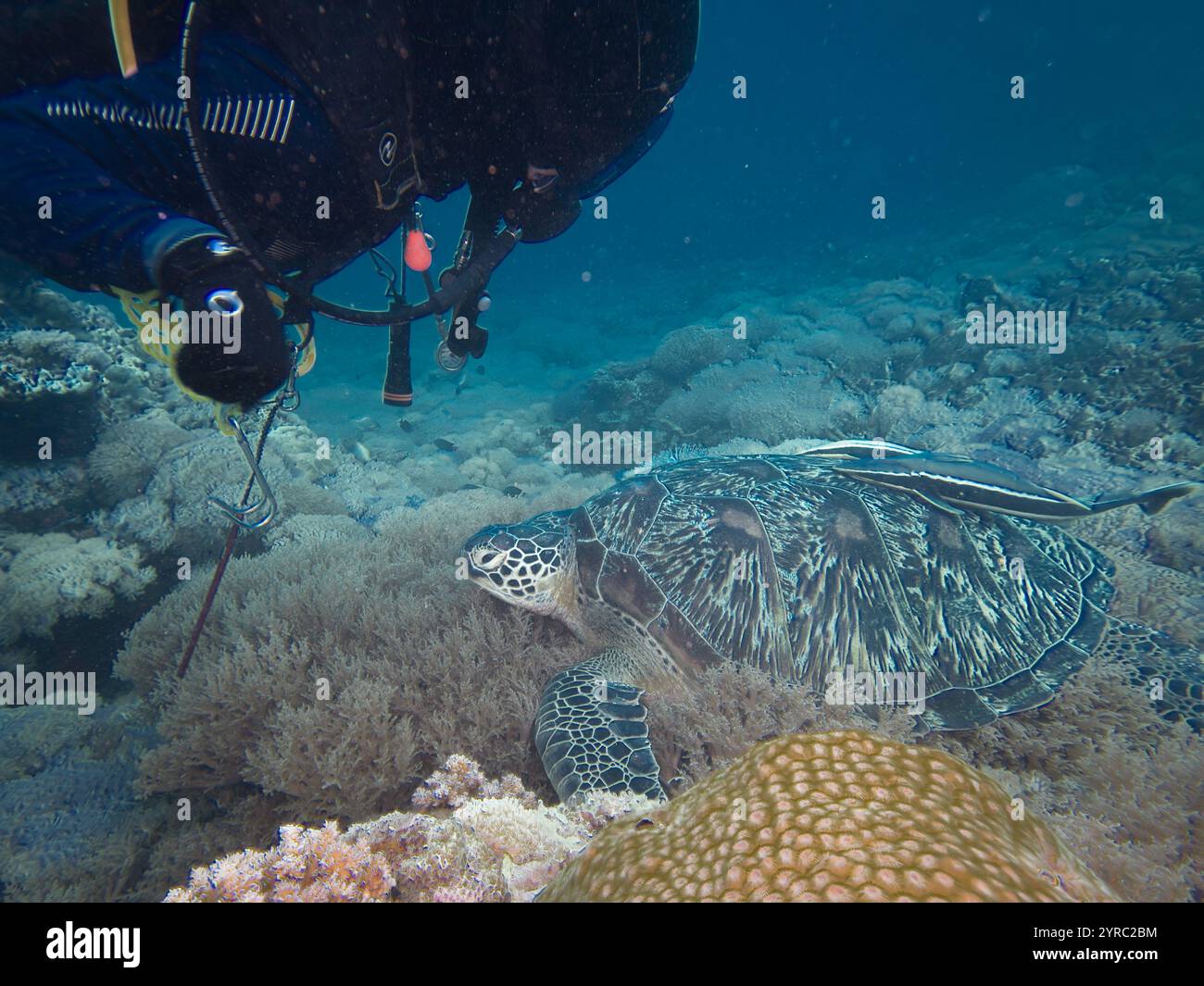 A Green Sea Turtle with an attached remora in a tropical coral reef ...