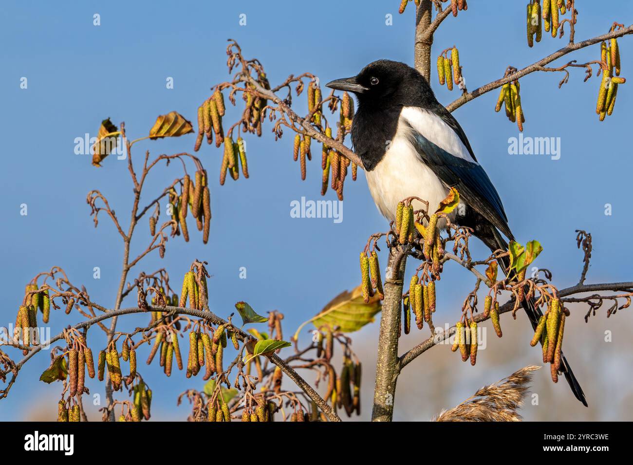 Eurasian magpie / common magpie (Pica pica) perched in common alder ...