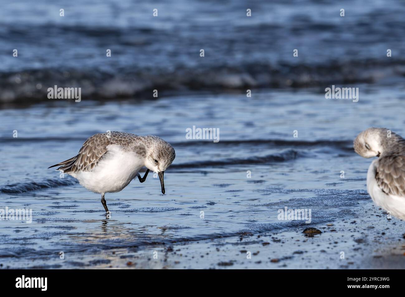 Non scratch hi-res stock photography and images - Alamy