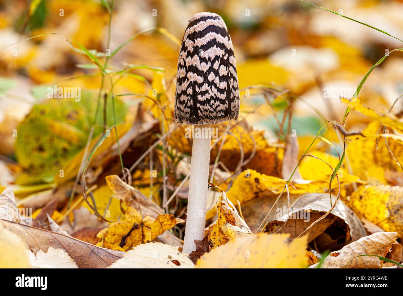 Coprinopsis picacea also known as Magpie fungus poisonous mushrooms in ...