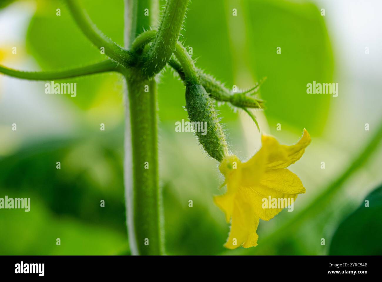 Small cucumber growing on a vine with a yellow flower in a greenhouse ...
