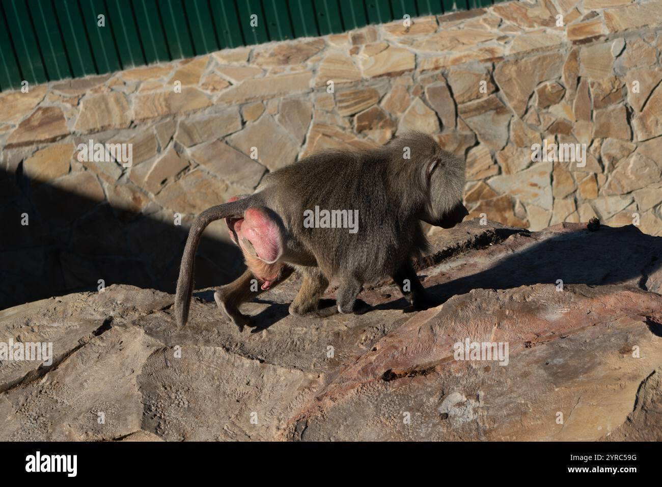 Baboon, Zoo, Injury: A baboon with a pink wound on its leg walks over ...