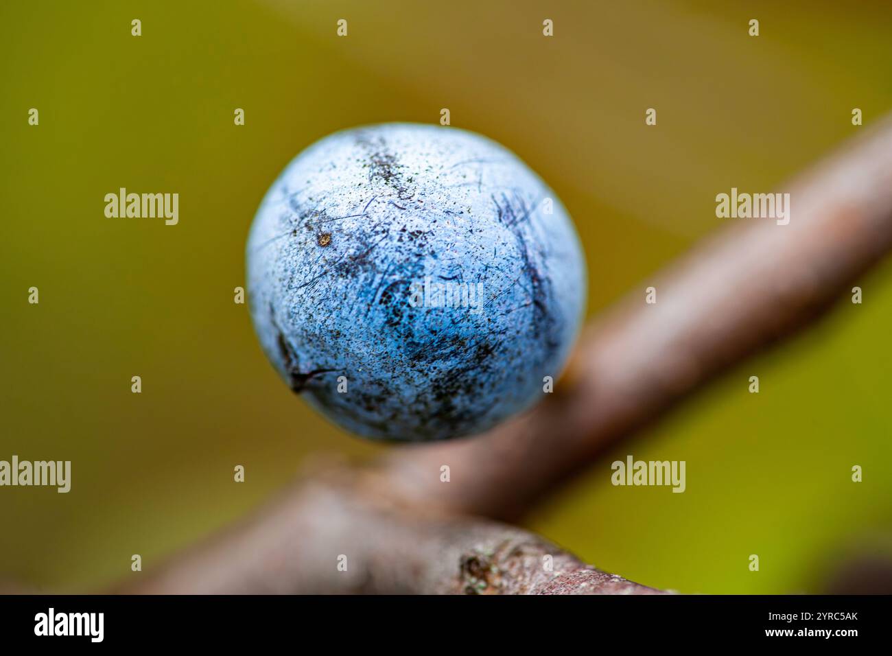 Oregon grape holly hi-res stock photography and images - Alamy
