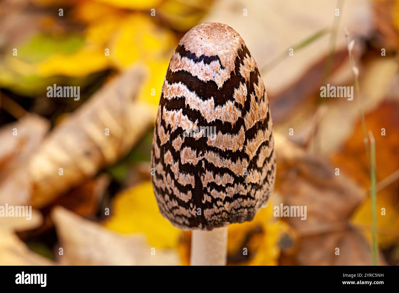 Black bell magpie hi-res stock photography and images - Alamy