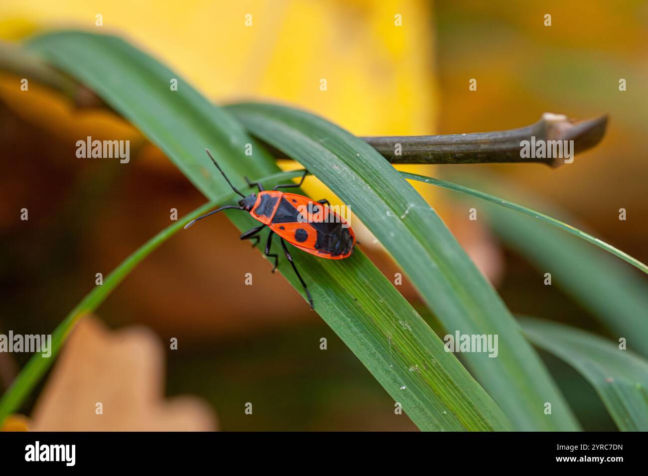 Firebug, pyrrhocoris apterus beetle walking in grass. Macro animal ...