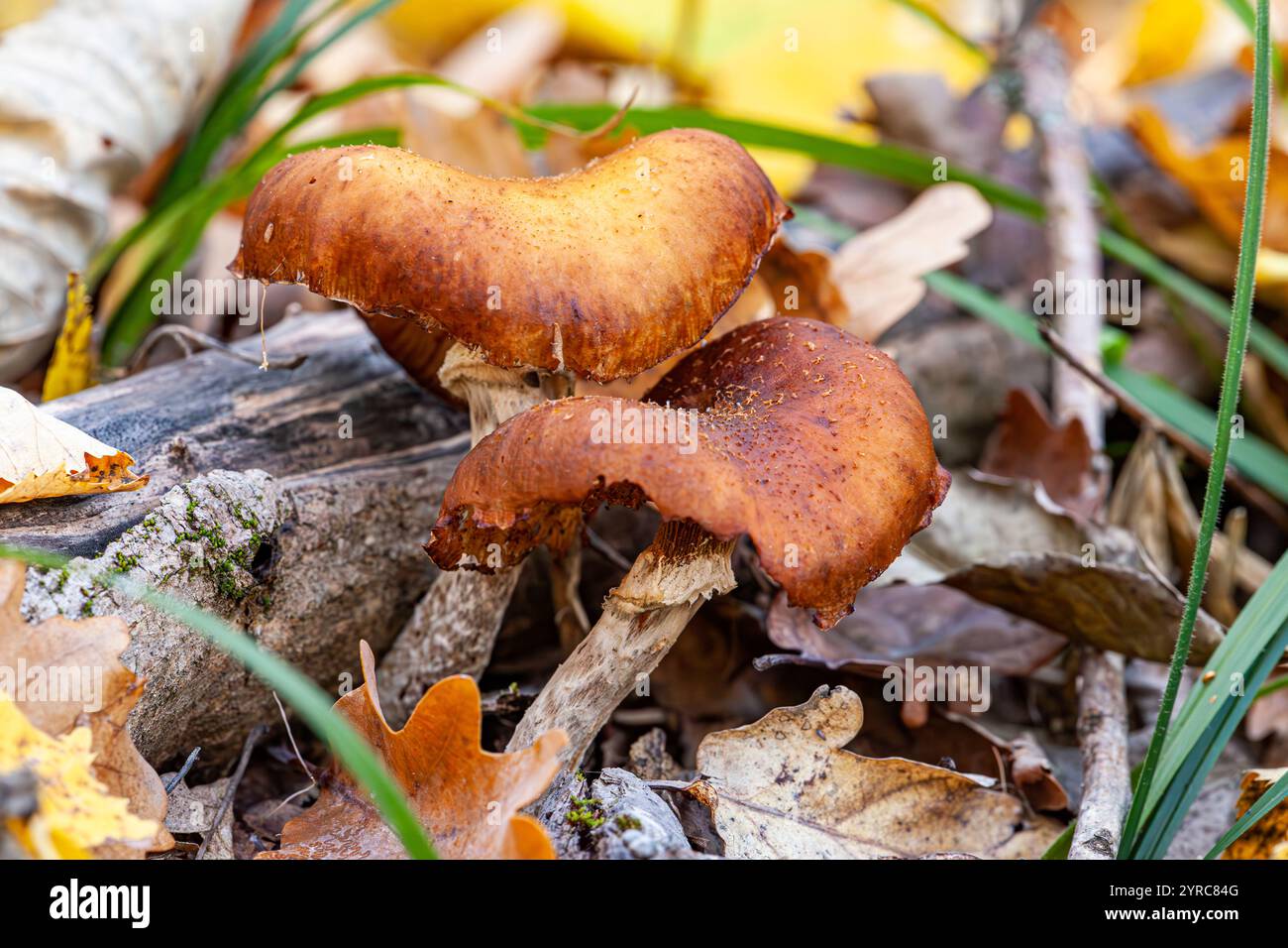 Closeup of wild mushrooms Armillaria Gallica growing in the forest ...