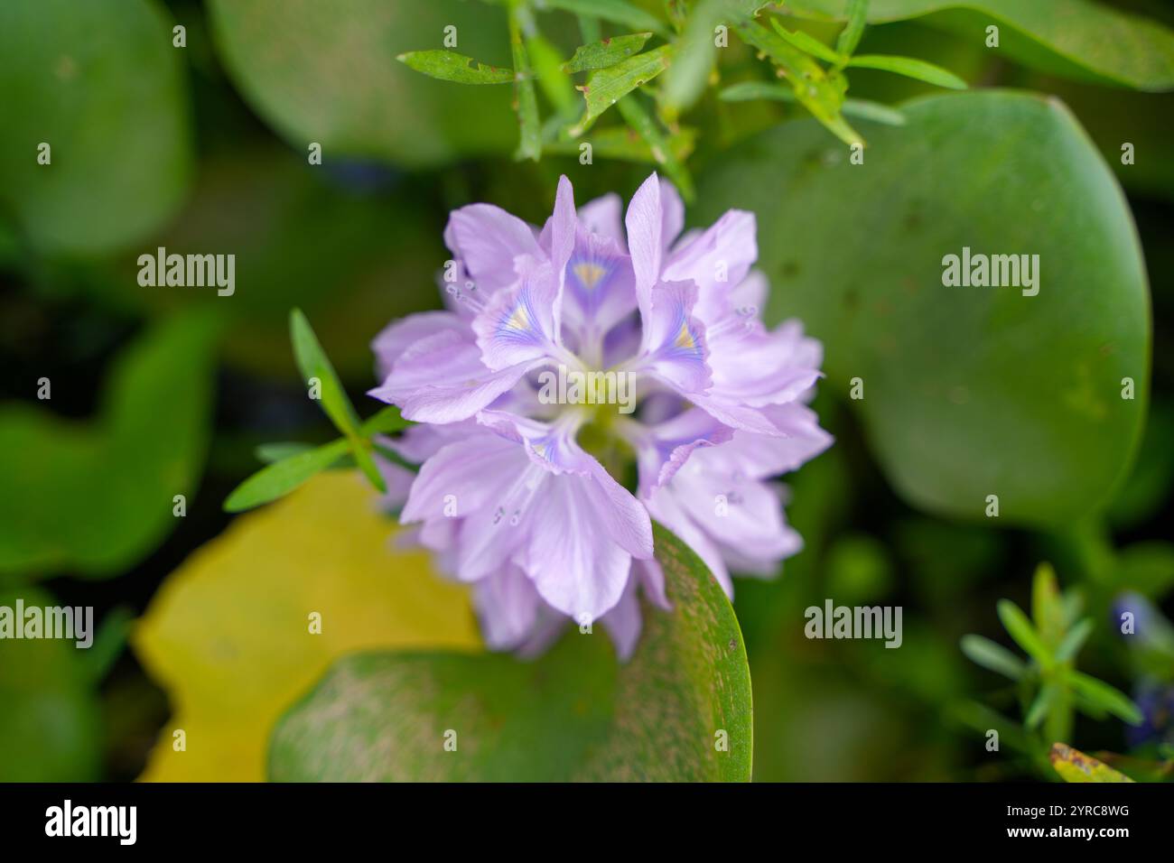 Blue flowers bloomed to make water hyacinth Stock Photo - Alamy