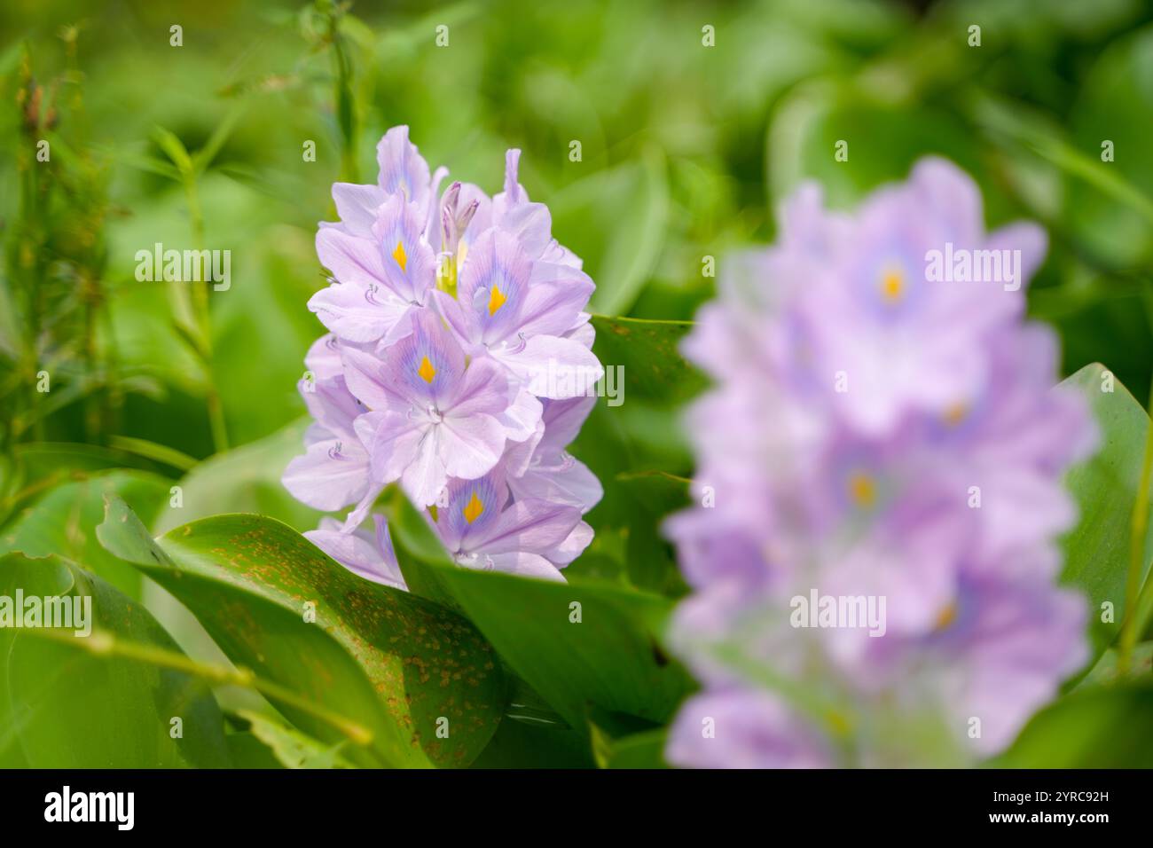 Blue flowers bloomed to make water hyacinth Stock Photo - Alamy