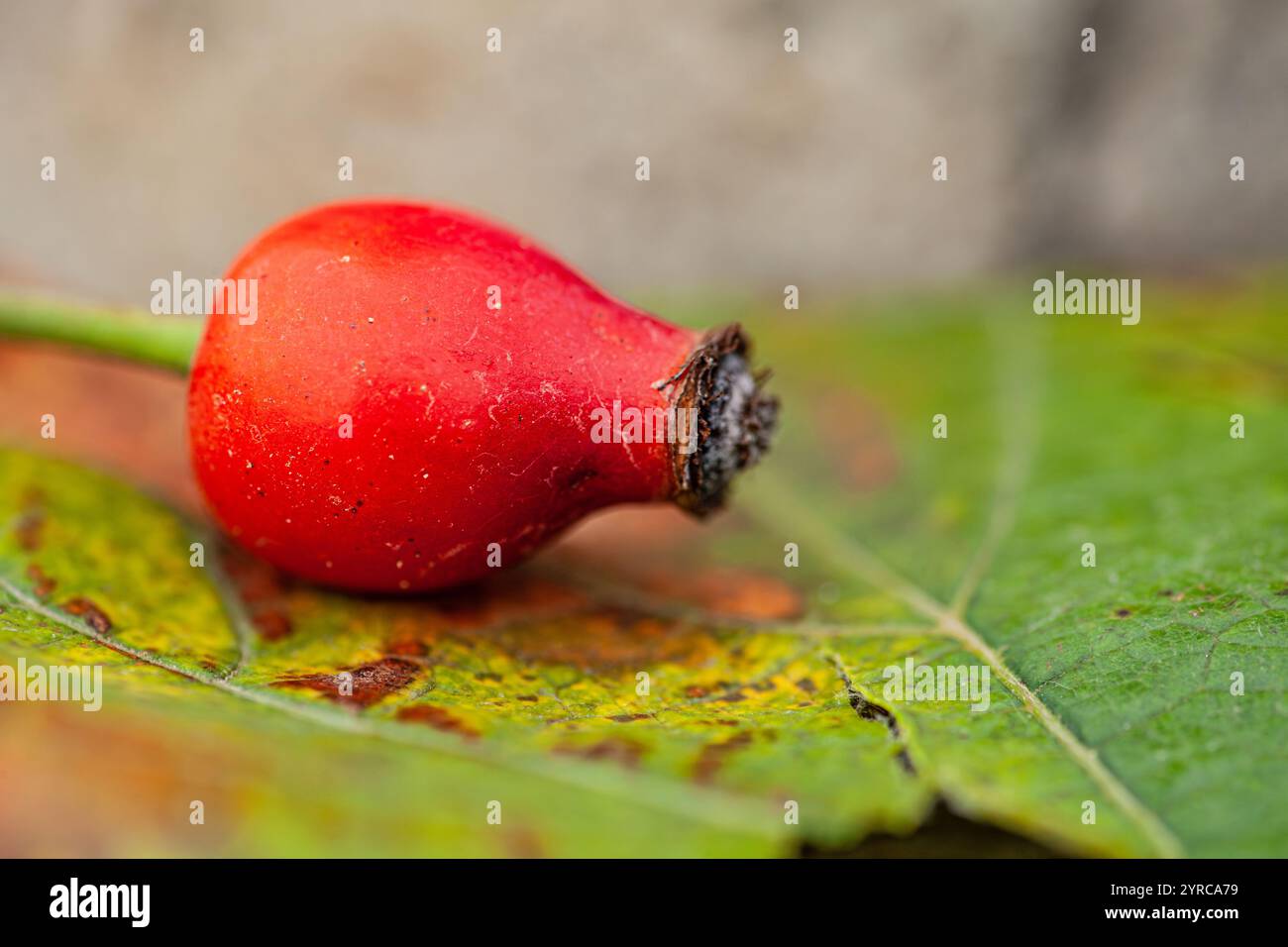 Red rose hips of dog rose. Rosa canina, commonly known as the dog rose ...