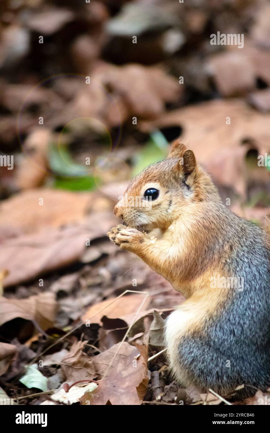 Caucasian squirrel (Sciurus anomalus) and lens flare in the background ...