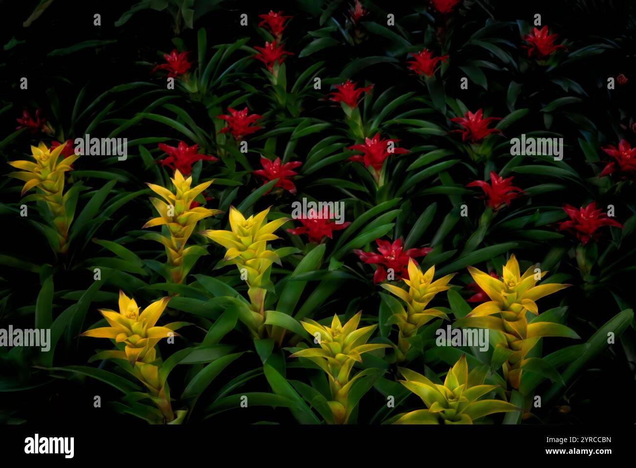 Bromeliads blooms hi-res stock photography and images - Alamy