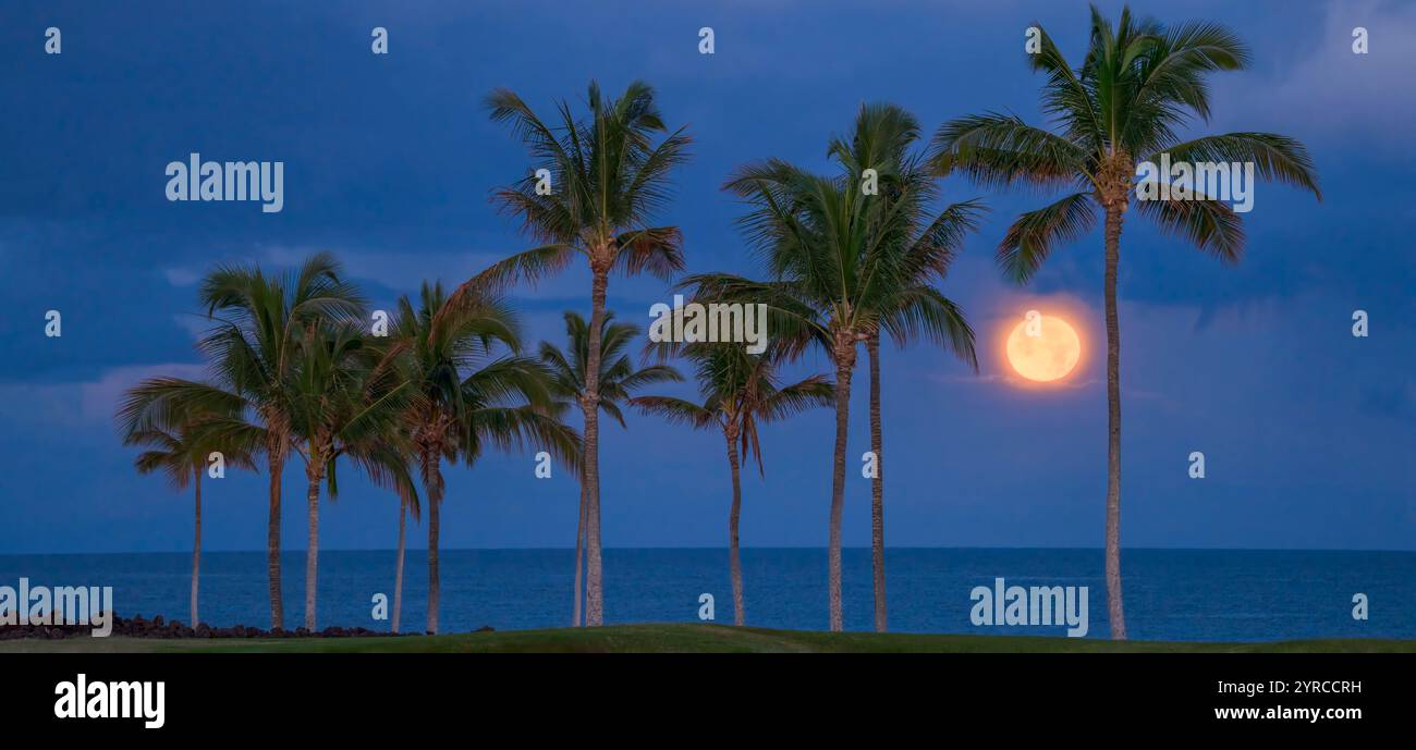 Full Moonset over ocean with palm trees. Hawaii, The Big Island Stock ...