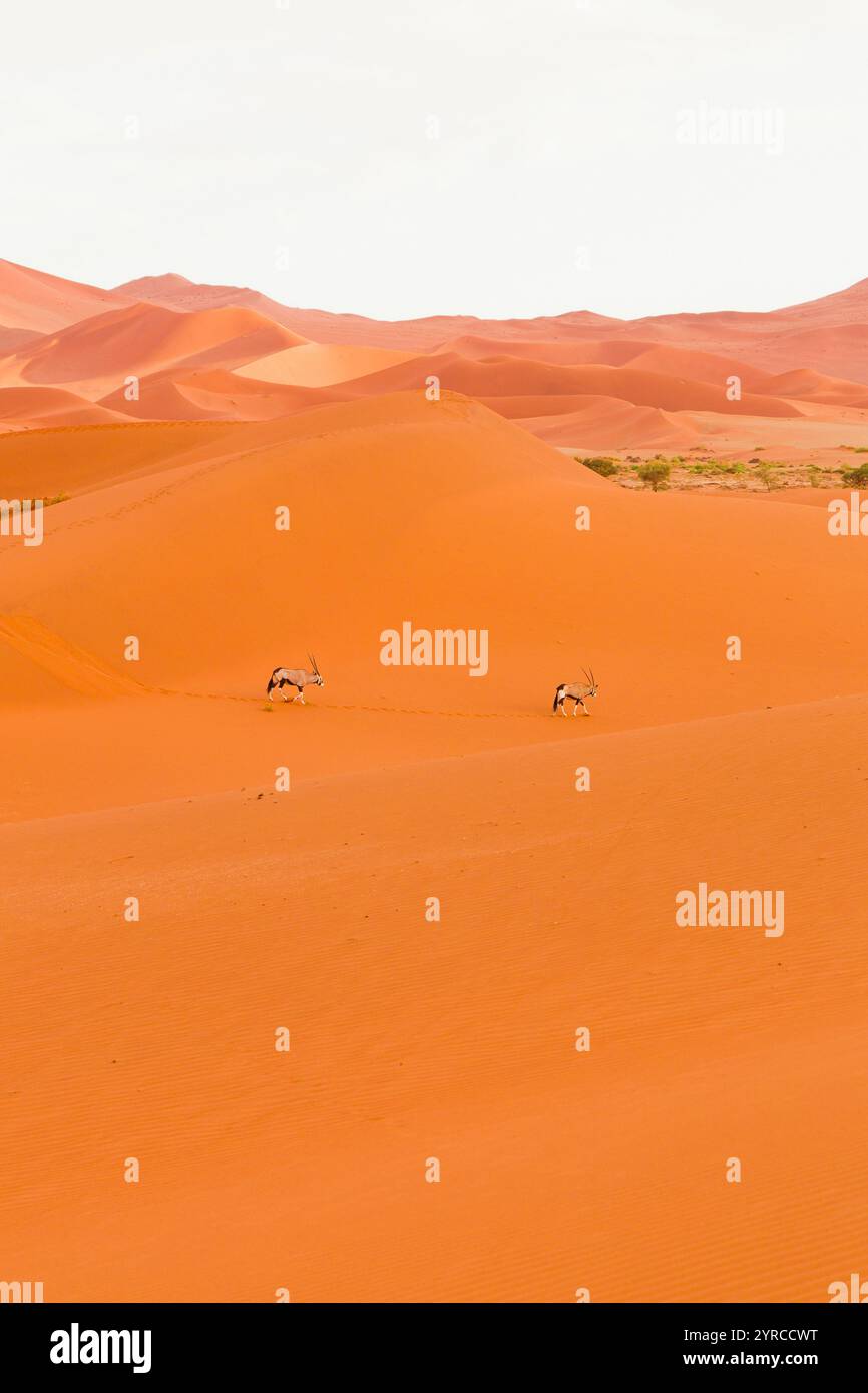Gemsbok strolling trough the Namib Desert, Sossusvlei at sunrise ...