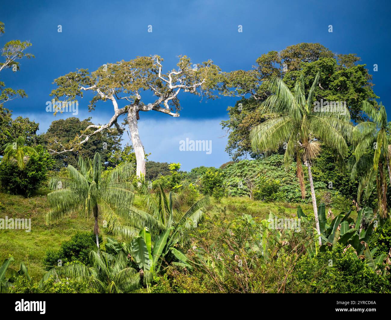 A thunderstorm threatens in the Amazon rainforest. The picture was ...