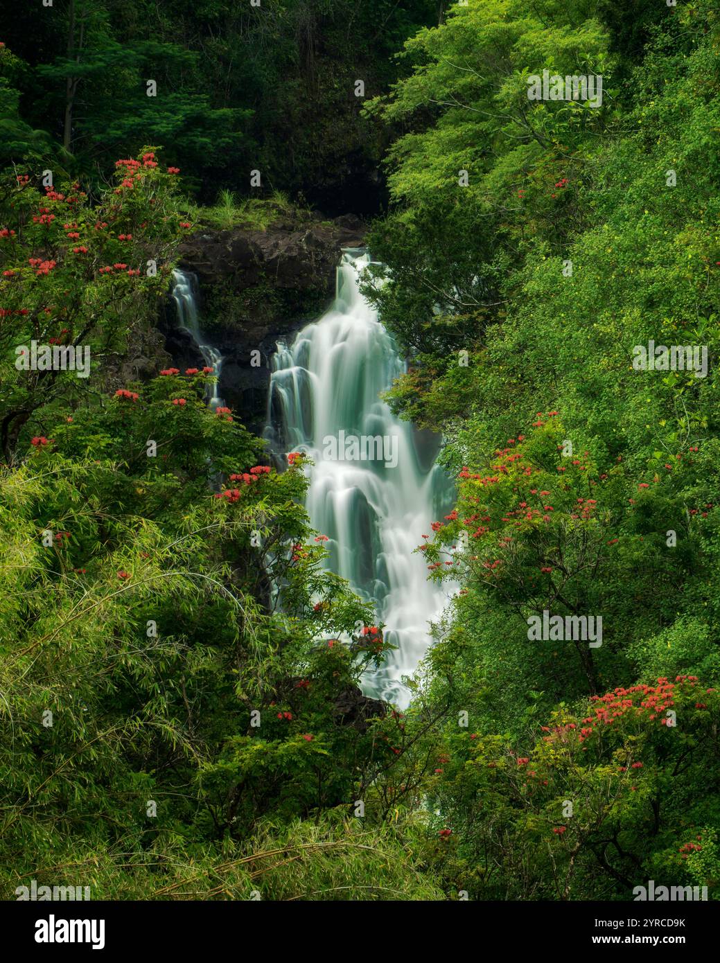 Nanue Falls with flowering African tulip trees. Hawaii The Big Island ...