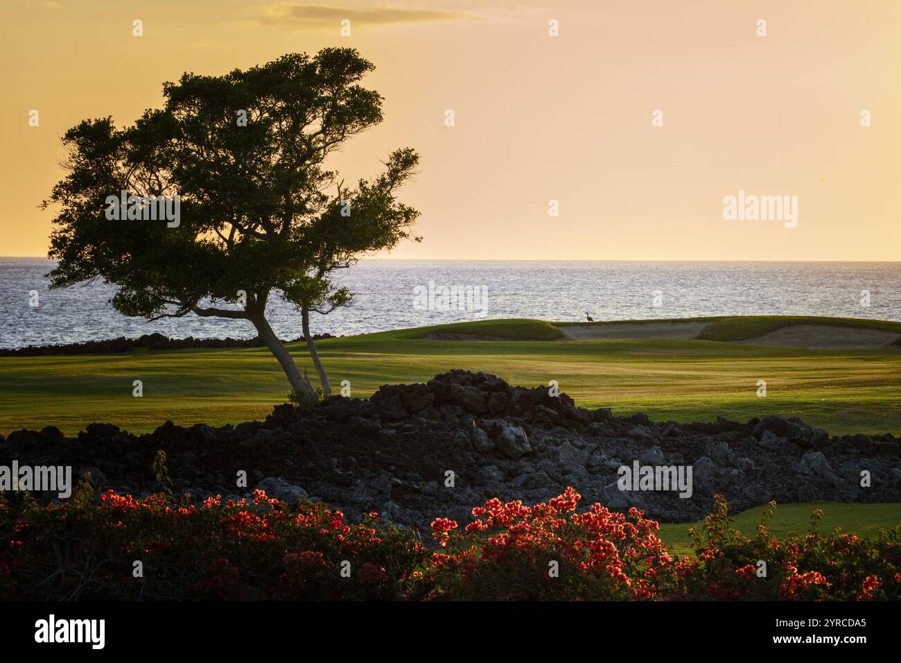 Golf course and lone goose. Hawaii, The big island Stock Photo - Alamy